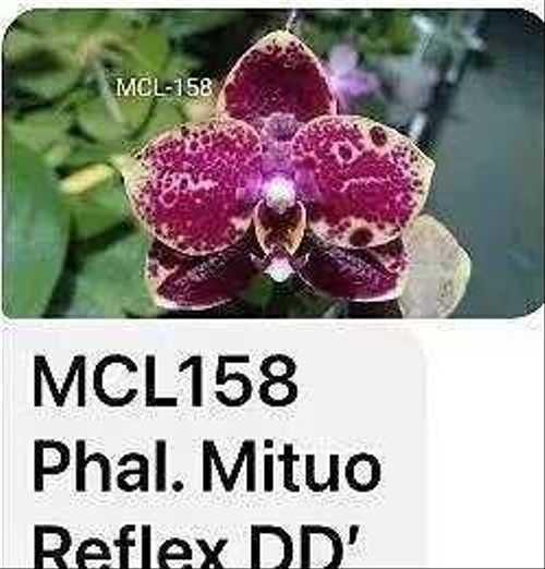 Фаленопсис MCL158 P. Mituo Reflex DD ‘Mituo# 21’