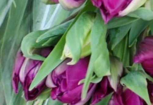 Тюльпан пионовидный к 8 марта