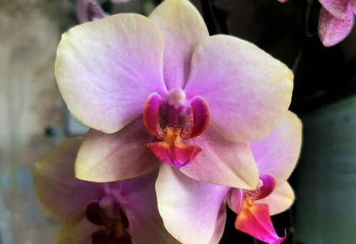 Орхидея фаленопсис Сара блаш