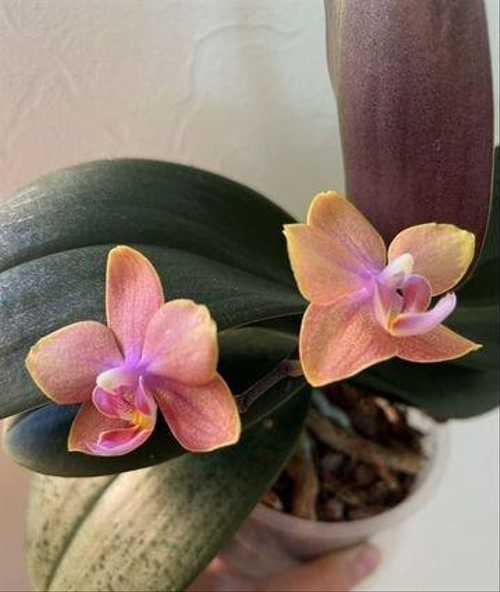 Орхидея фаленопсис ароматная Dusty Belle