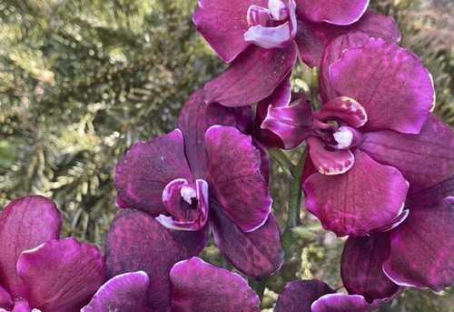 Орхидея фаленопсис Дикий кот в мутации цвета
