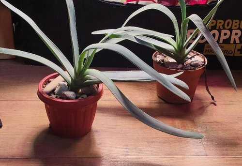 Aloe plicatilis, Розовая принцесса, микроцитрус