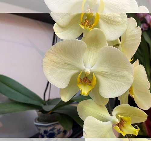 Орхидея фаленопсис В23 Phal. Golden Apollon