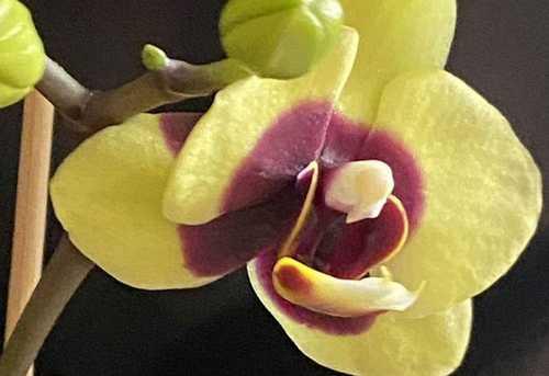Орхидея Phal. Yens Yellow Black Diamond