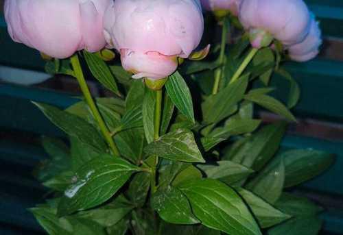 Изысканные розовые пионы