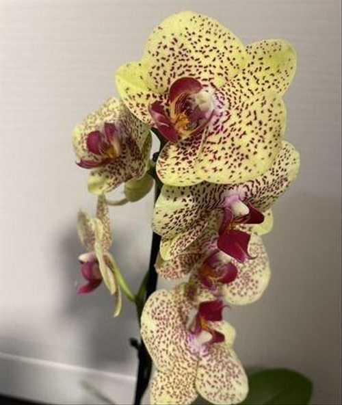 Орхидея фаленопсис Фенси Фреклс (Майя)