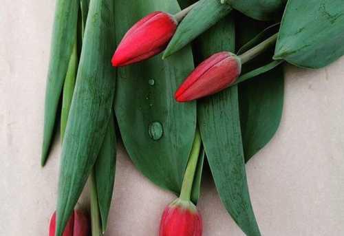 Тюльпаны сибирские оптом