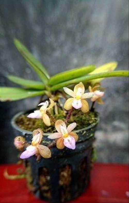 Мини орхидея Stereochilus Erinaceus