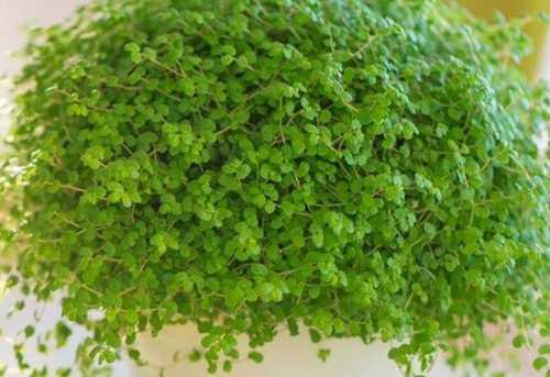 Солейролия почвопокровное комнатное растение