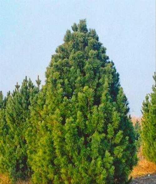 Сосна кедровая (кедр сибирский) Высота 300-350