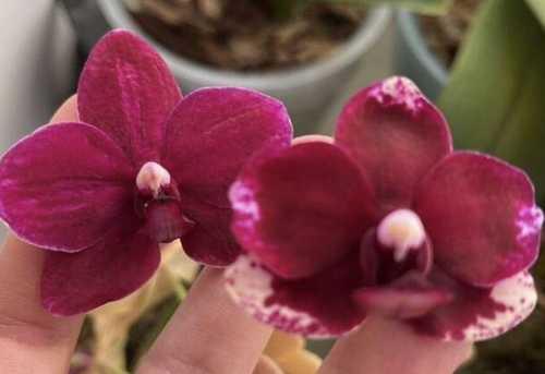 Орхидея фаленопсис Тайсуко Микки
