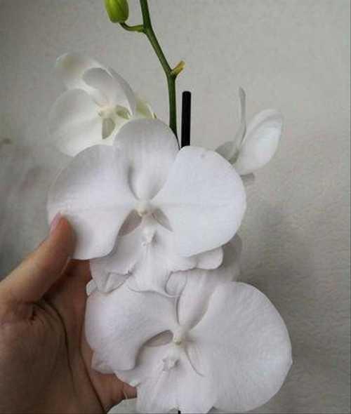 Орхидея Белоснежный Биг лип