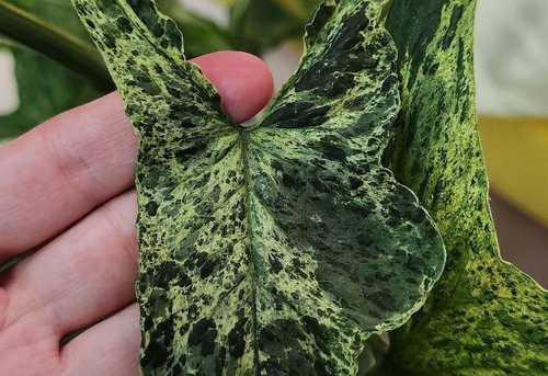 Сингониум Моттлед (Syngonium Mottled) на опоре