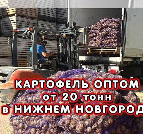 Картофель семенной Королева Анна оптом, Н.Новгород