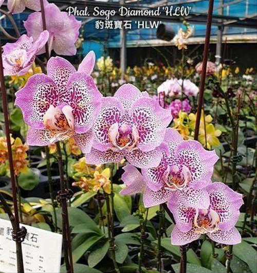 Орхидея фаленопсис В40 Phal. Sogo Diamond 'HLW'