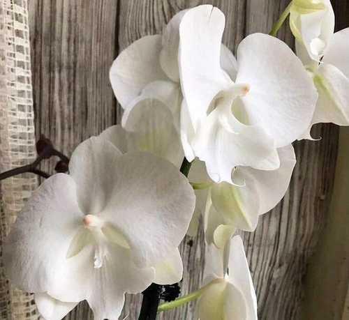 Орхидеи Фаленопсис сортовые, цветут