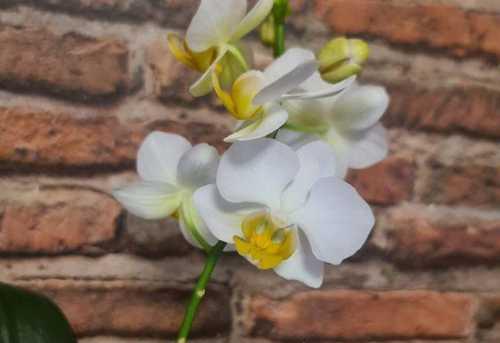 Орхидея фаленопсис Бургунди (Burgundy) мультифлора