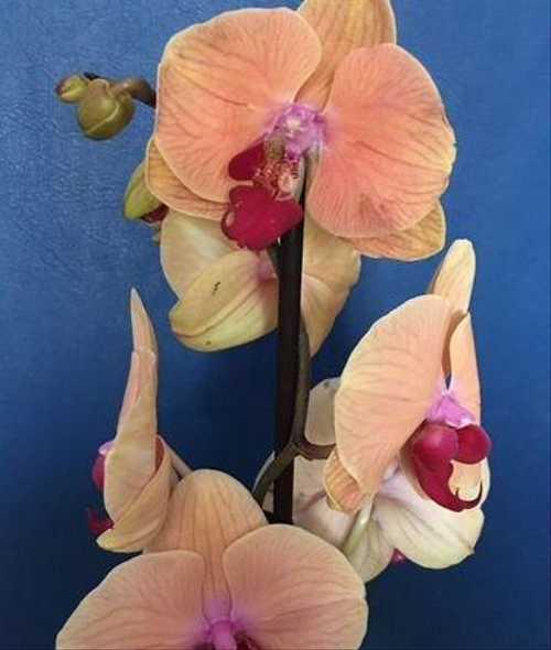 Орхидея фаленопсис Карибские мечты