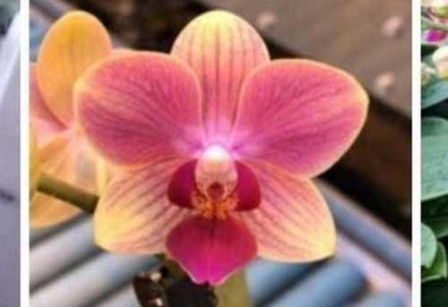 Орхидея фаленопсис Саммер Сонг аромат