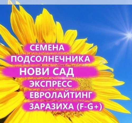 Семена подсолнечника Нсх, Нс, Нс х, Волгоград