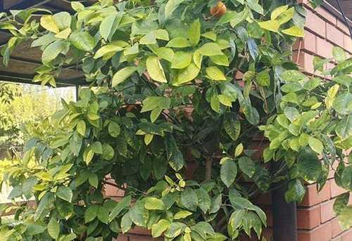 Мандариновое дерево с плодами, высота 2м