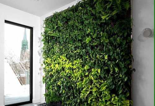Преобразите свои стены с вертикальным озеленением