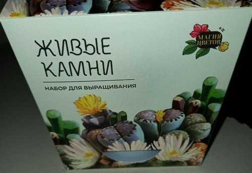 Растение "Живые камни" литопсы