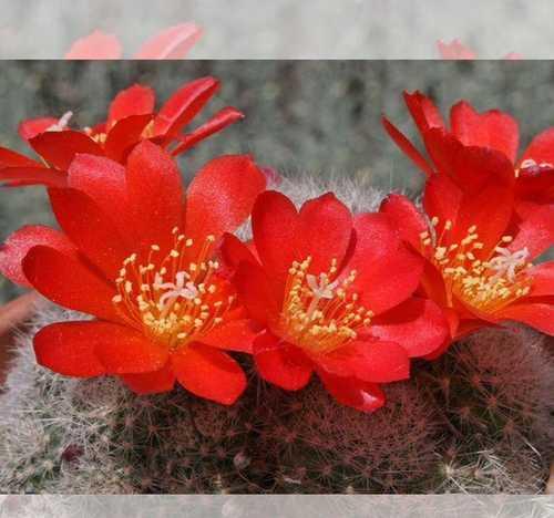 Семена. Rebutia senilis