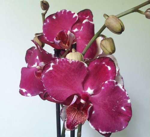 Орхидея сортовая Мальвина
