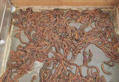 Лиманный морской червь Нереис