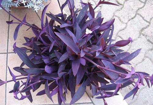Сеткреазия пурпурная (традесканция)