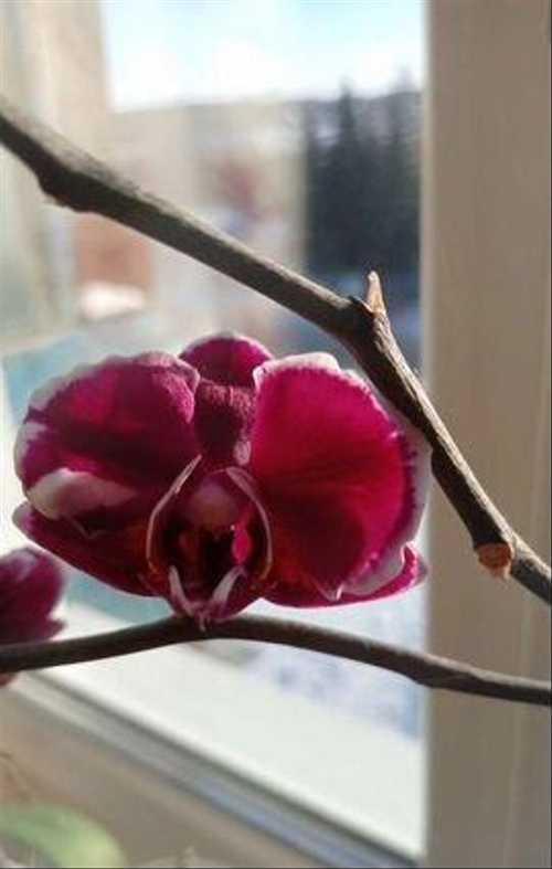 Орхидея фаленопсис "каменная роза"