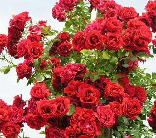 Роза плетистая крупноцветковая Амадеус