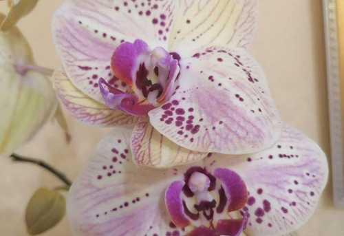 Орхидея сорт Мариола. Цветёт