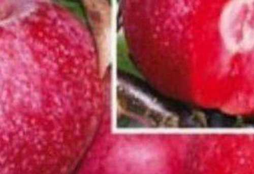 Красномясое яблоко Ред Кетти