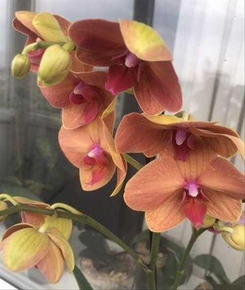 Орхидея фаленопсис Asian Sun