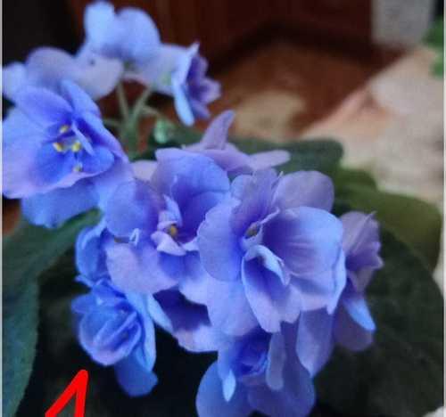 Фиалка (листочки) бесплатно