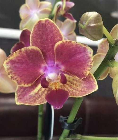 Орхидея фаленопсис Bowdion арома мультифлора