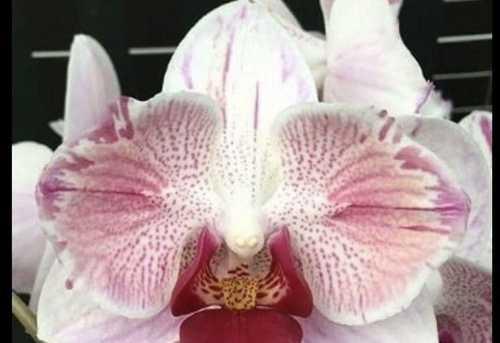 Орхидея Phal. Litte Gem Stripes бабочка