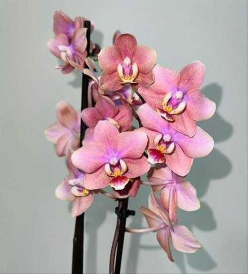 Орхидея парфюм Одорион