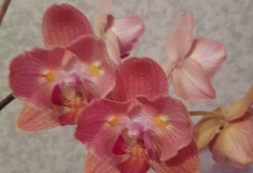 Орхидея Chialin Rainbow(peloric-2 eyes)
