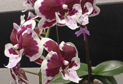 Орхидея фаленопсис Fantastic pearl 510
