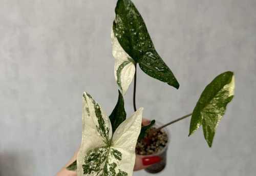 Сингониум Подофиллум variegata