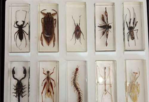 Коллекция насекомых в акриловой смоле