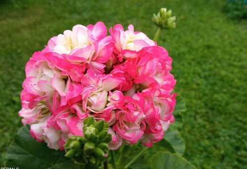 Пеларгония розебудная Apple Blossom Rosebud