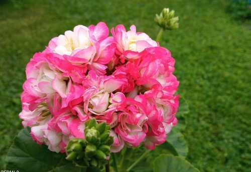 Пеларгония розебудная Apple Blossom Rosebud