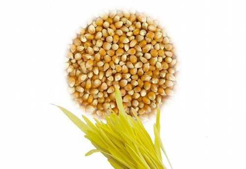 Семена Микрозелень от 50 грамм арт.0020