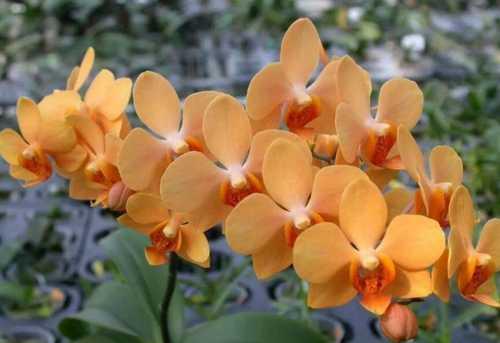 Орхидея Ирен Добкин (не цветёт )