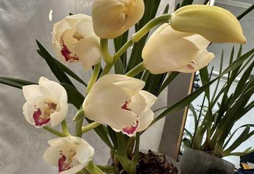 Орхидея цинбидиум (сейчас цветет)