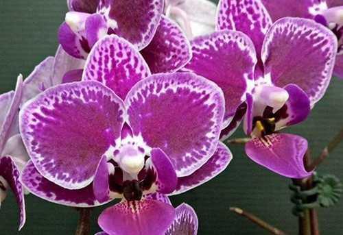 Орхидея Phal. Chia E Yenlin (variegata)